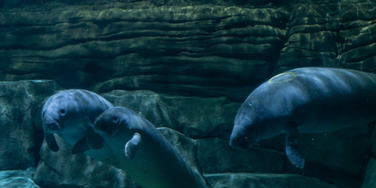 Three orphaned manatees arrive at Cincinnati Zoo Three orphaned manatees arrive at Cincinnati Zoo